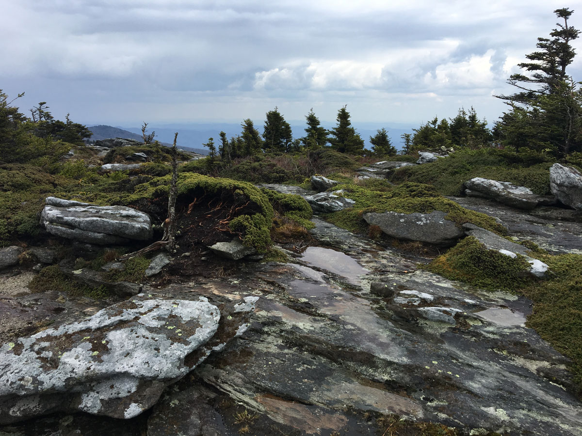 Visit Boone's Local Lion for High-End Coffee and a Sense of Place ...