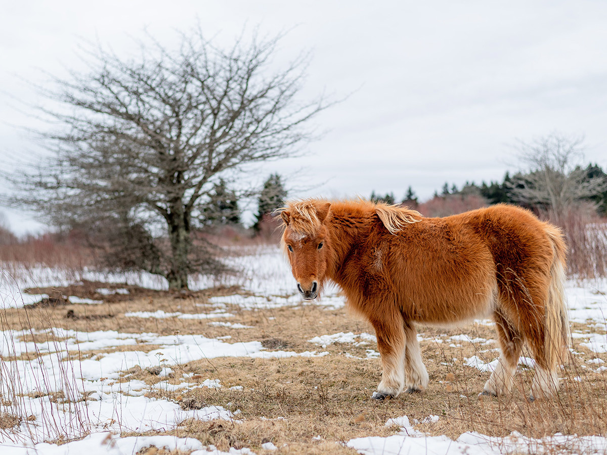 Grayson Highlands Wild Ponies and Trails: Everything You Need to Know ...